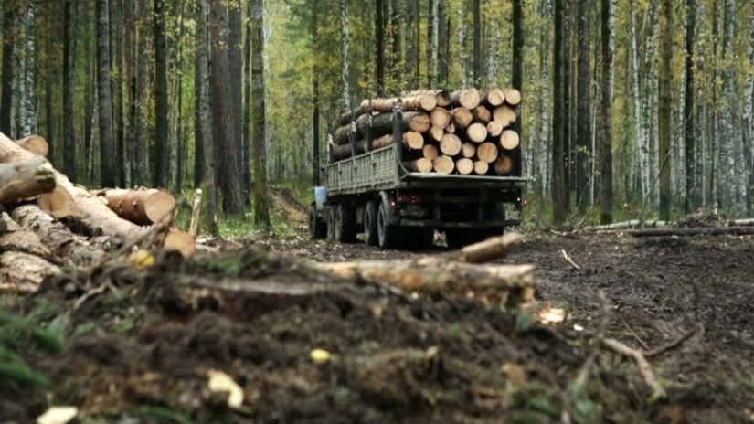 Fit for Purpose: How to choose the right vehicles for a forestry fleet